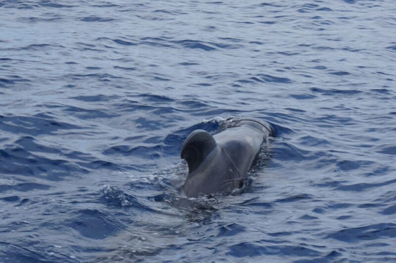 Tenerife: Whale & Dolphin Watching Cruise with Swim Stop - Practical Tips for Your Whale Watching Trip