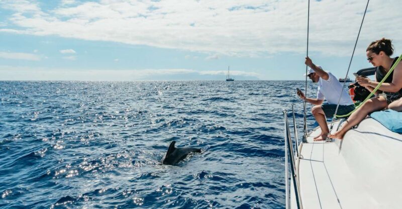Tenerife: Whale & Dolphin Watching with Drinks and Snacks - Why This Tour Offers Great Value