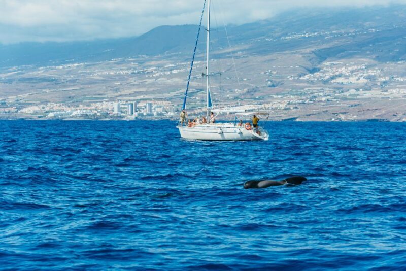 Tenerife: Whale & Dolphin Watching with Drinks and Snacks - Final Thoughts