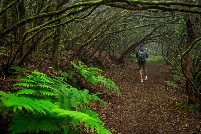 Tenerife Wonder Walk - Who This Tour Is Best For