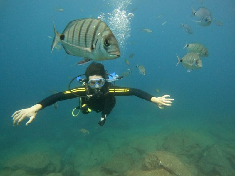 Tenerife: Your First Scuba Diving Experience in Turtle Area - Key Points