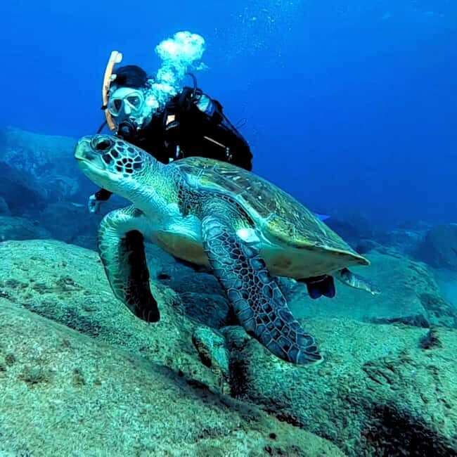 Tenerife: Your First Scuba Diving Experience in Turtle Area - Starting Point: The Dive Center in Costa Adeje