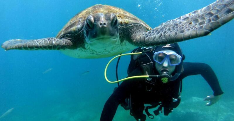 Tenerife: Your First Scuba Diving Experience in Turtle Area - The Main Event: Scuba Diving Up to 12 Meters