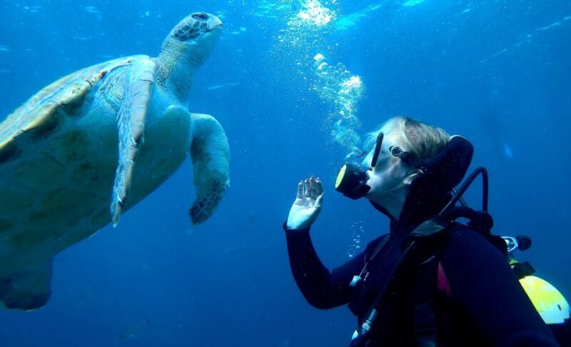 Tenerife: Your First Scuba Diving Experience in Turtle Area - Snorkeling Safari: More Marine Magic