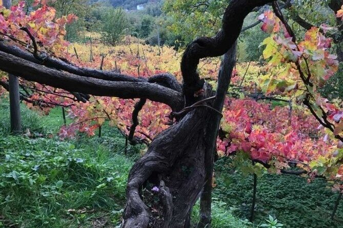 Tenuta San Francesco Wine Tasting - Key Points