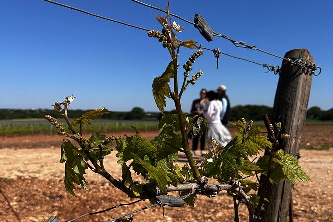 Tenute Girolamo: Wine Tour VIP - A Closer Look at the Itinerary