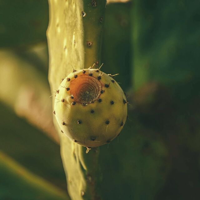 Teotihuacan: History, Culture and Pulque Tasting Bike Tour - What Reviewers Say