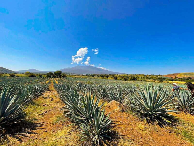 Tequila and Cantaritos Tour from Guadalajara - The Sum Up