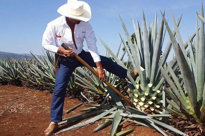 Tequila distillery experience, Jose Cuervo & Tequila Magic Town - Introduction