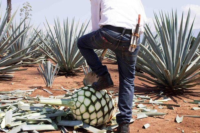 Tequila distillery experience, Jose Cuervo & Tequila Magic Town - Practical Tips for Travelers