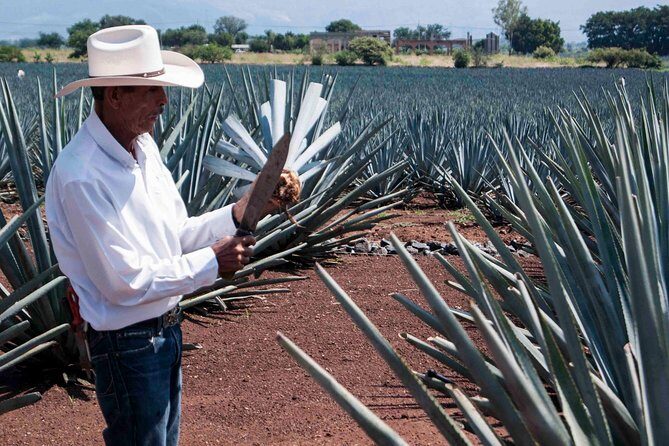 Tequila distillery experience, Jose Cuervo & Tequila Magic Town - FAQ