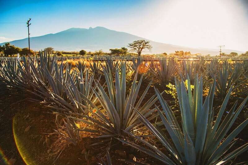 Tequila, Jalisco, and Toriles from Puerto Vallarta - Experience the Best of Jalisco: Tequila, Toriles, and Jose Cuervo from Puerto Vallarta