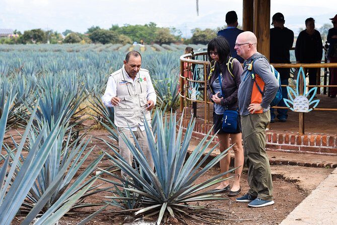 Tequila Route Experience from Guadalajara - Final Thoughts