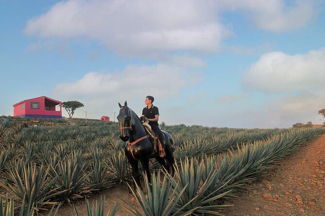 Tequila tour with tasting. - The Sum Up: Who Should Consider This Tour?