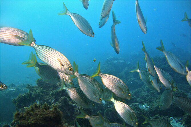 Terceira Azores: Scuba-Double dive Trip(certified Divers) - An Introduction to the Experience