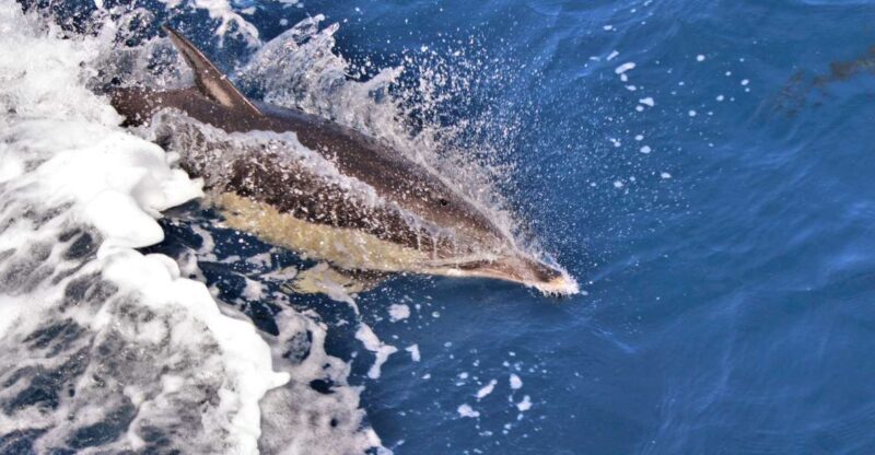 Terceira: Boat Tour and Swimming with Dolphins - FAQ