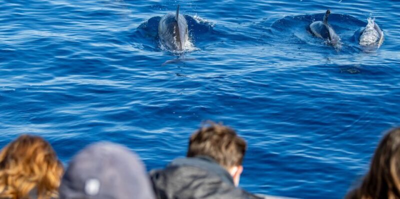 Terceira: Half-Day Dolphin and Whale Watching Tour - Key Points
