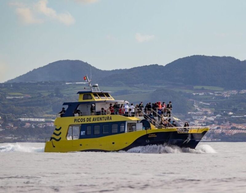 Terceira: Half-Day Dolphin and Whale Watching Tour - Value for Money