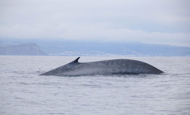 Terceira: Half-Day Dolphin and Whale Watching Tour - The Experience from the Travelers’ Perspective