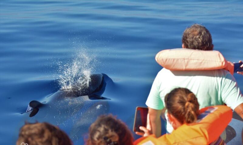 Terceira: Half-Day Dolphin and Whale Watching Tour - Who Will Love This Tour?