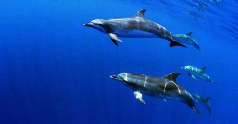 Terceira: Half-Day Dolphin and Whale Watching Tour - FAQ