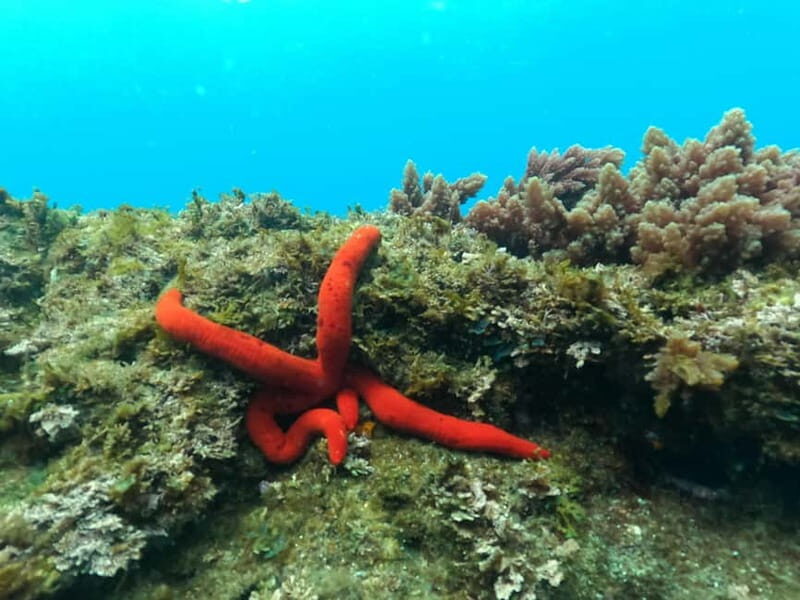 Terceira Island: Snorkeling Adventure - Key Points