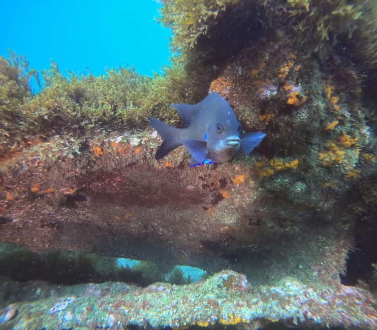 Terceira Island: Snorkeling Adventure - What to Expect from the Snorkeling Tour