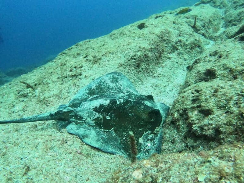 Terceira Island: Snorkeling Adventure - Who Would Love This Tour?