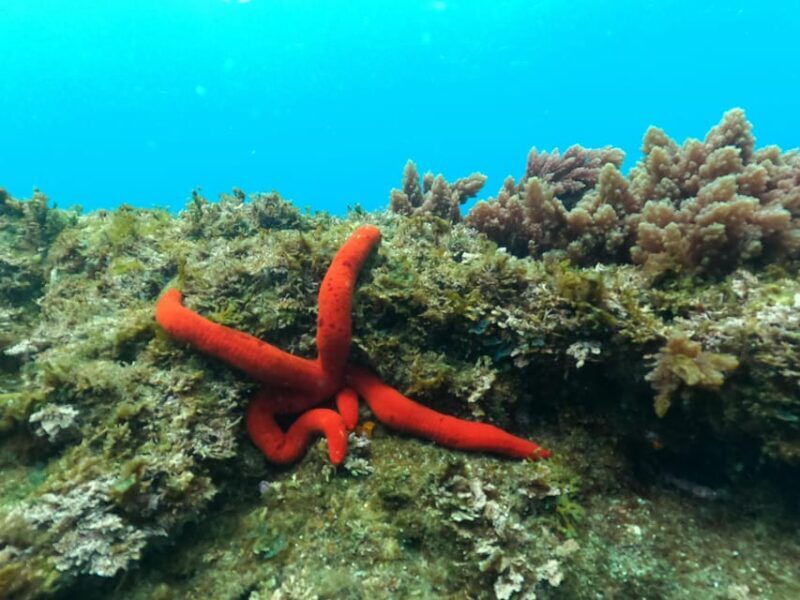 Terceira Island: Snorkeling Adventure - Final Thoughts