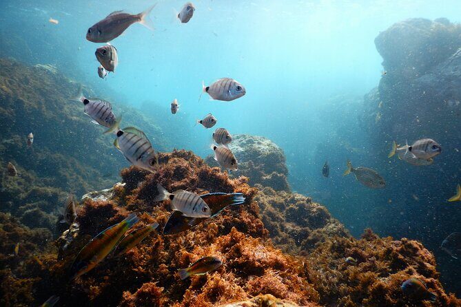 Terceira Island: Snorkeling Wildlife | Protected Areas - Key Points