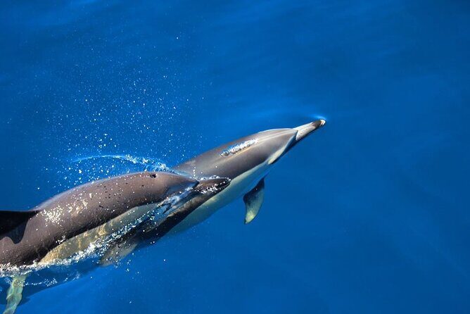 Terceira Island: Swimming with Wild Dolphins | Natural Habitat - Key Points