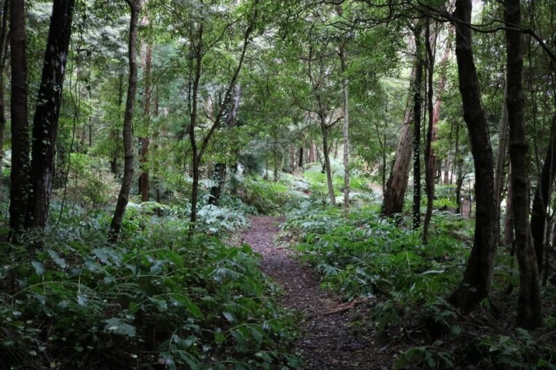 Terceira Island: Walking Trails Hiking Tour - The Landscape and What to Expect