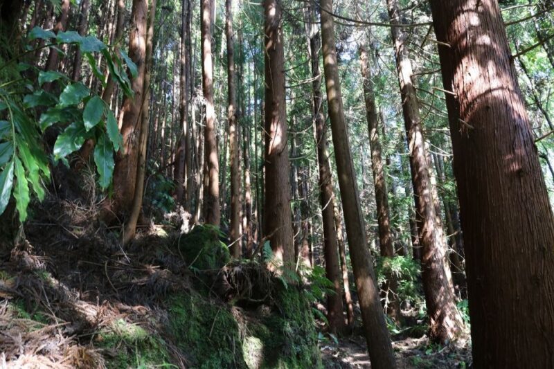 Terceira Island: Walking Trails Hiking Tour - Who Is This Tour Best For?