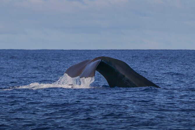 Terceira Island: Whale & Dolphin Watching | Best Wildlife Tour - Exploring the Whale & Dolphin Watching Tour in Terceira: A Detailed Review