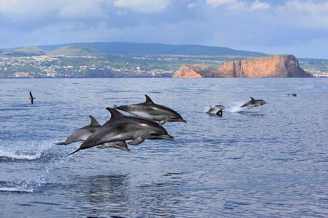 Terceira Island: Whale & Dolphin Watching | Best Wildlife Tour - Key Points