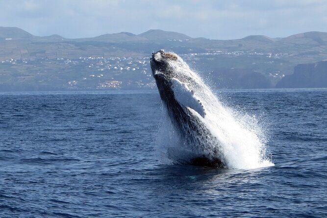 Terceira Island: Whale & Dolphin Watching | Best Wildlife Tour - Final Thoughts: Is It Worth It?
