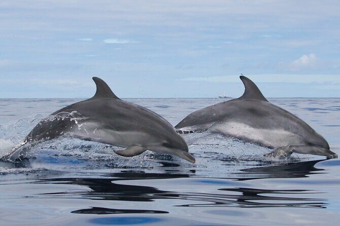 Terceira Island: Whale & Dolphin Watching | Best Wildlife Tour - FAQ