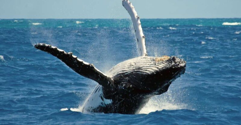 Terceira Island Whale Watching and Jeep Tour - Authentic Experiences and Reviews