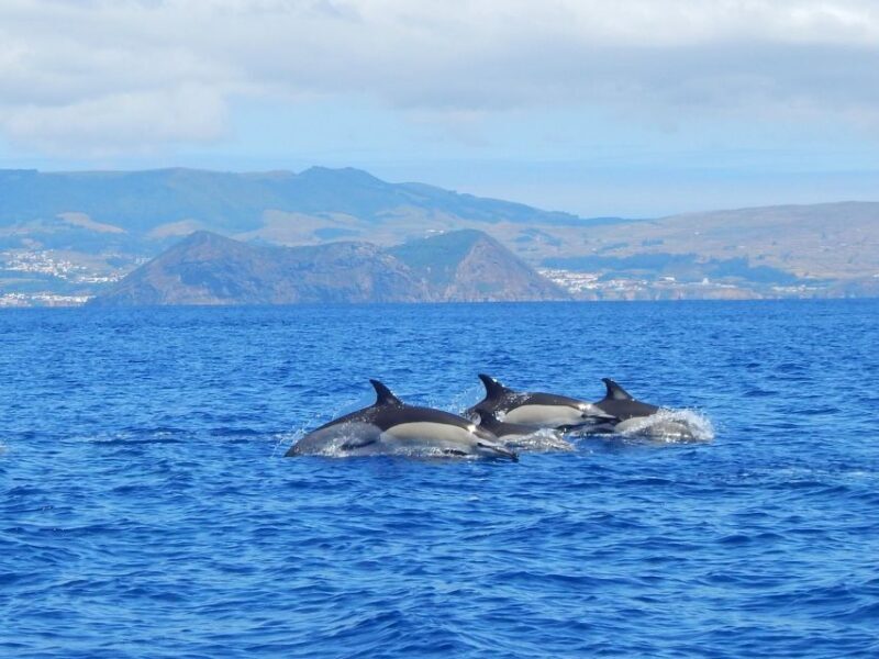 Terceira: Swimming with Wild Dolphins | Natural Habitat - The Practicalities: What to Know Before You Go