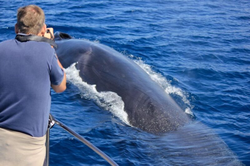 Terceira: Whale & Dolphin Watching | Best Wildlife Tour - Key Points