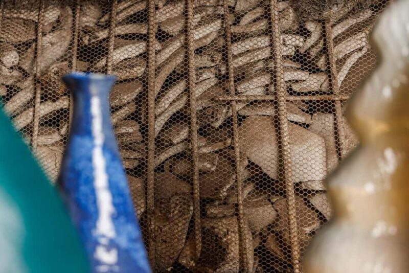 Testaccio: Exclusive tasting of PDO wines, cheeses, and cured meats from Lazio - The Perfect Audience for This Tour