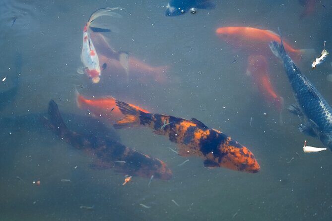 Texas Discovery Gardens General Admission - Practical Details and Tips