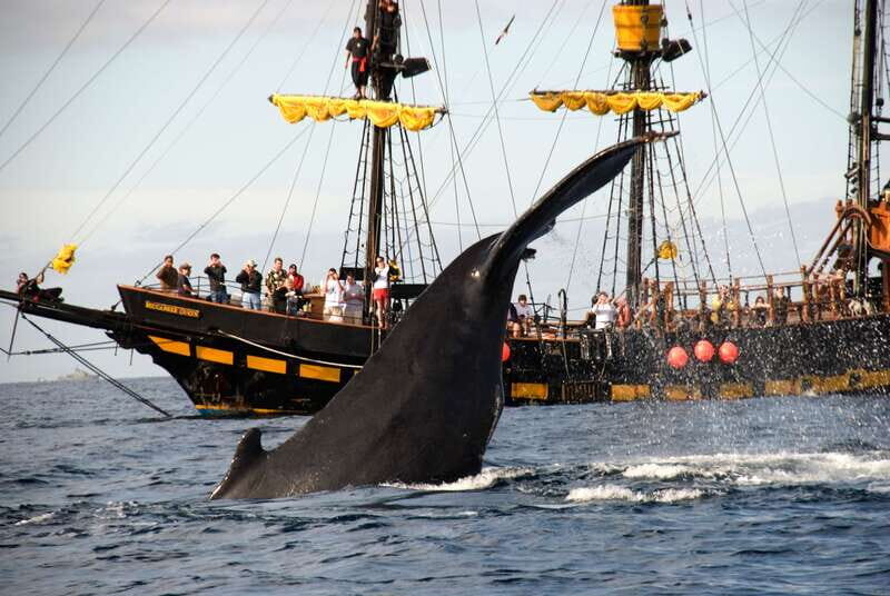 Thar She Blows! Whale Watching Pirate Cruise - A Detailed Look at the Thar She Blows! Tour
