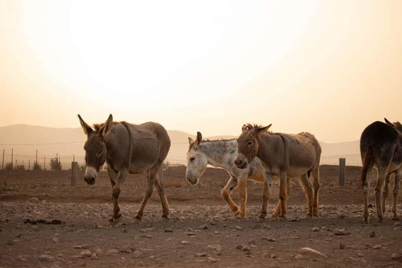 The Animal Academy - Shelter Tour - Introduction: What to Expect from this Compassionate Experience