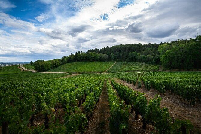 The Beautiful Escape, The Cellar Armand Heitz - Key Points