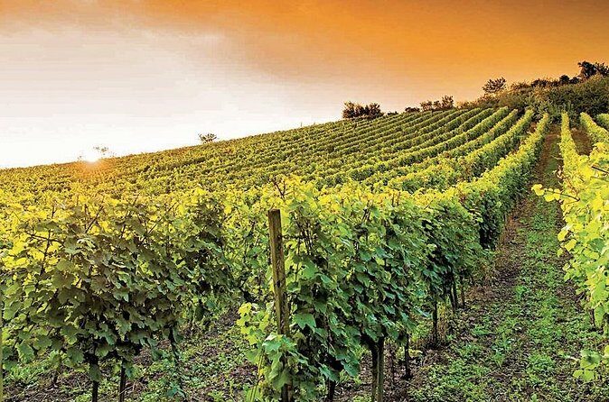 the Bellet wine tasting - FAQs