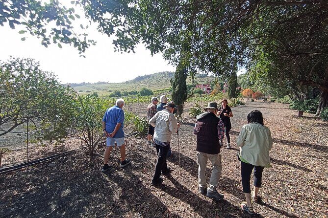 The best of Gran Canaria: 4 Hours Private Cruise Tour - Authentic Experiences and Real Insights from Travelers