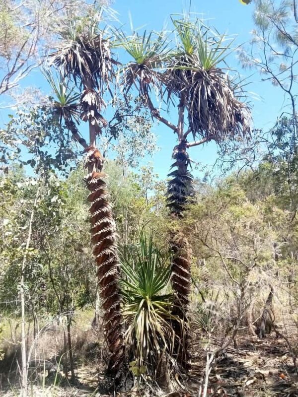 The best tour of Litchfield and crocodiles on the river - FAQ