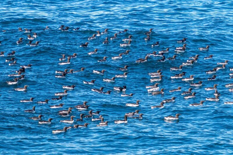 The Bird Safari Tour - Exploring Norway’s Bird Colony: The Bird Safari Tour Review