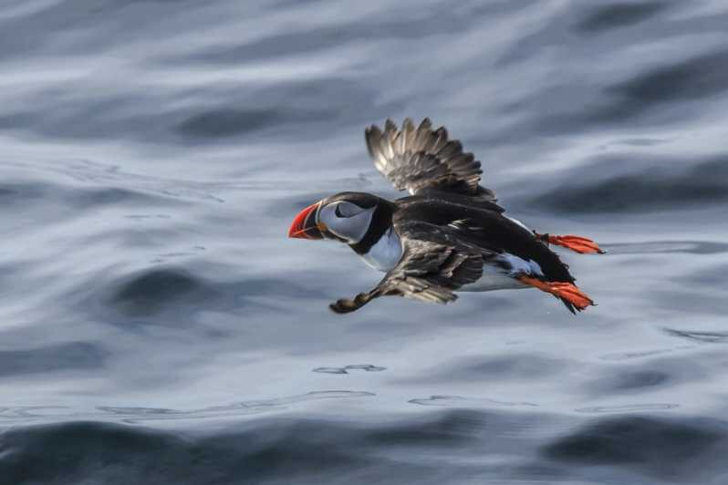 The Bird Safari Tour - Key Points